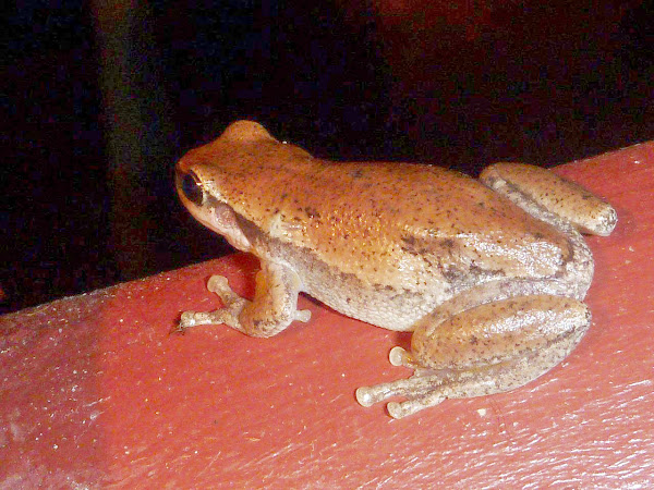 Desert Tree Frog | Project Noah