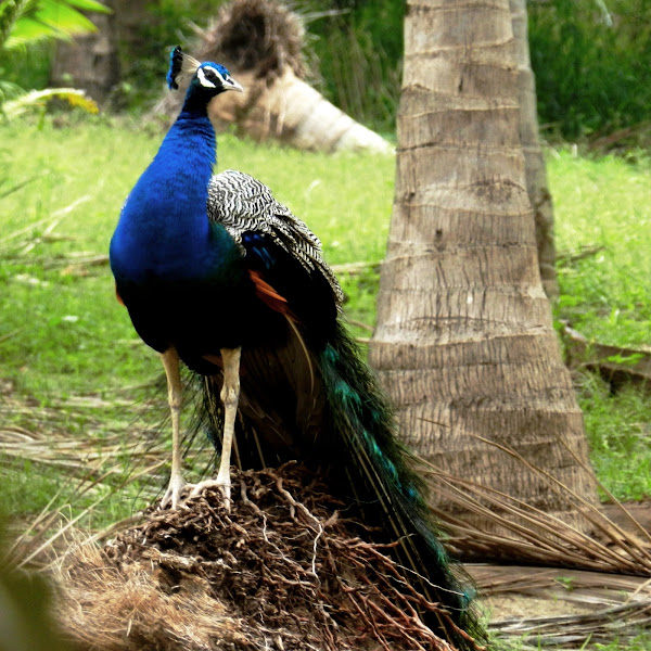 The Indian Peafowl | Project Noah