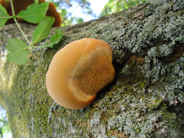 Hairy Bracket/Ruige Weerschijnzwam | Project Noah