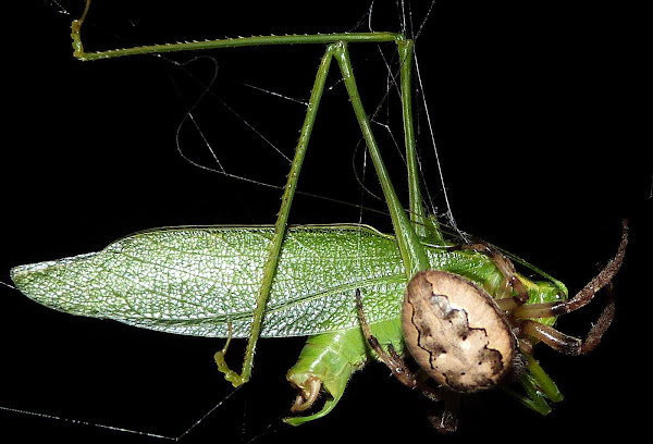 Furrow Orb Weaver Spider | Project Noah