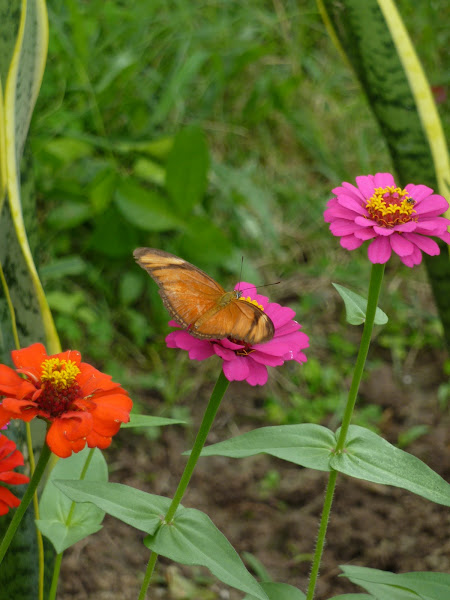 Julia Longwing | Project Noah