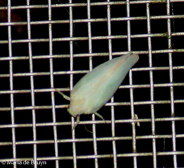 Flatid planthopper | Project Noah