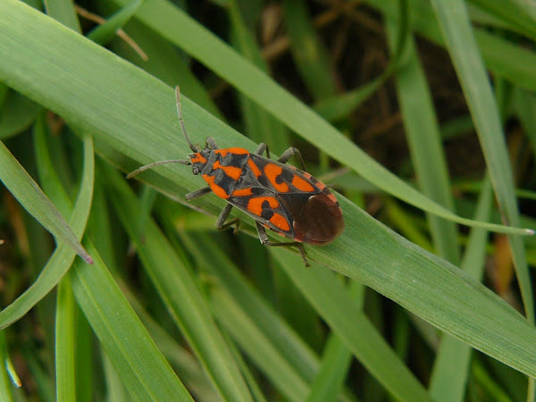 Ground bug | Project Noah