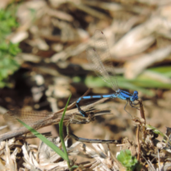 Aztec Dancer | Project Noah
