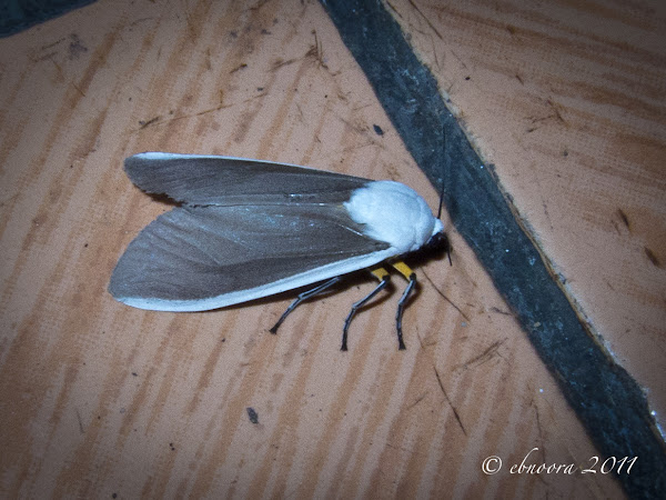 Tiger Moth | Project Noah