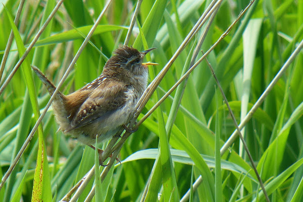 Marsh Wren | Project Noah