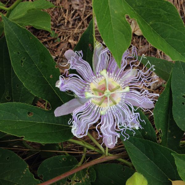 Purple passionflower | Project Noah