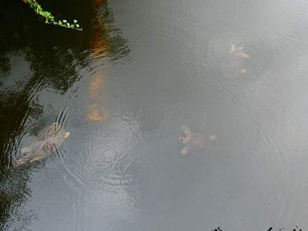 Florida softshell turtle | Project Noah