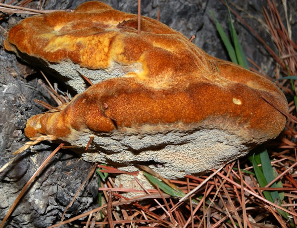 dyer's polypore | Project Noah