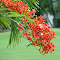 Royal Poinciana (Flame Tree) | Project Noah