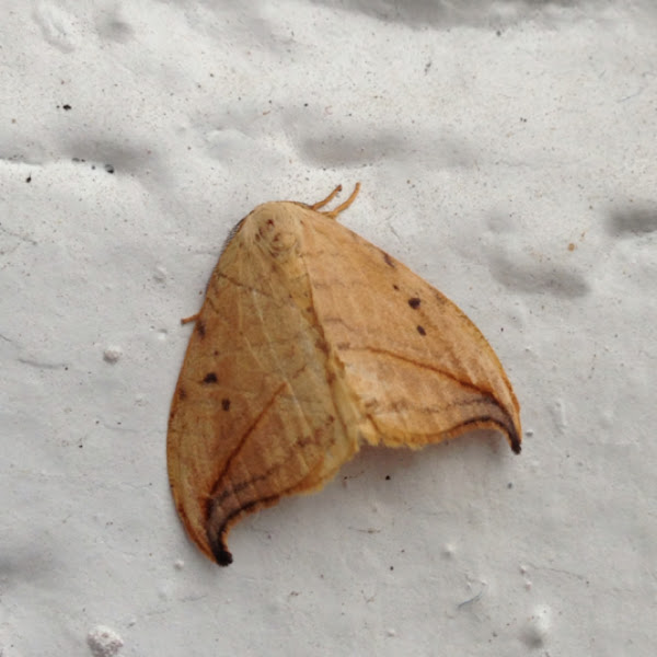 Oak hook tip | Project Noah