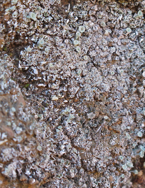 Pixie-cup Lichen | Project Noah