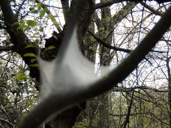 Gypsy Moth Cocoon | Project Noah