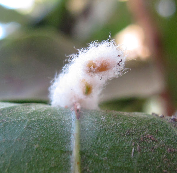 Unknown Spotting | Project Noah