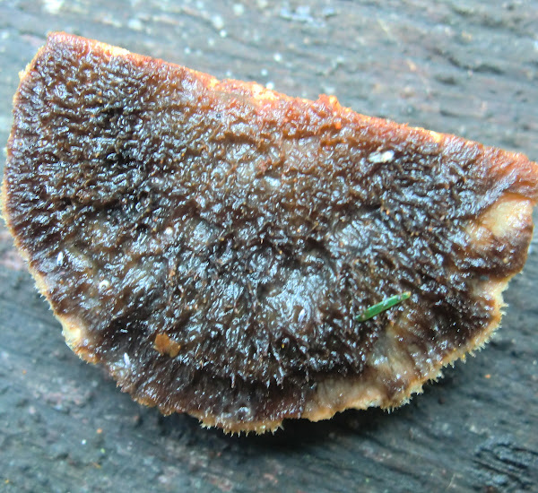 Milky brackets | Project Noah