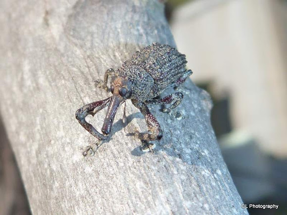 Flower Weevil | Project Noah