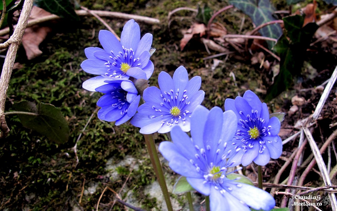 Postăvaru, schi de tură în Poiană și primăvară pe Tâmpa | meetSun.ro