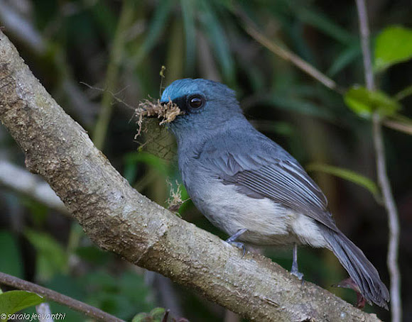 Dull-blue Flycatcher | Project Noah