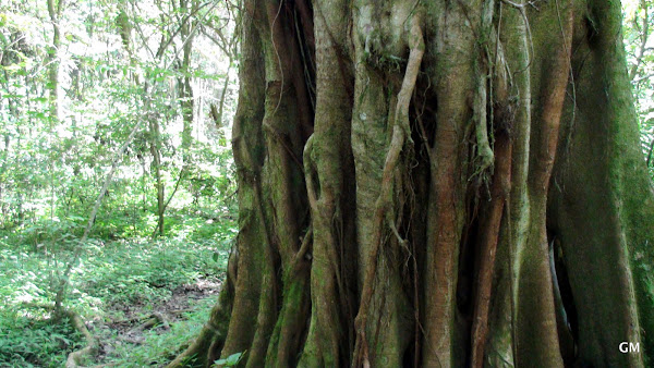 Strangler Fig | Project Noah