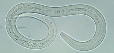 Ancilostomídeos | Biomedicina Padrão