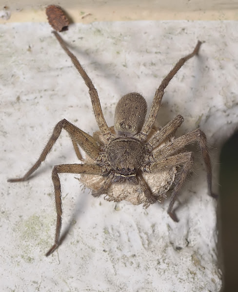 Brown huntsman spider Female | Project Noah