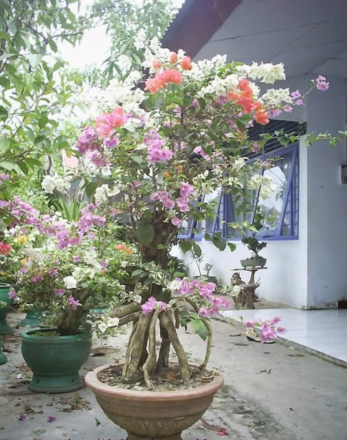 Terbaru 38+ Harga Bonsai Bunga Kertas