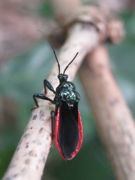 Assasin Bug | Project Noah