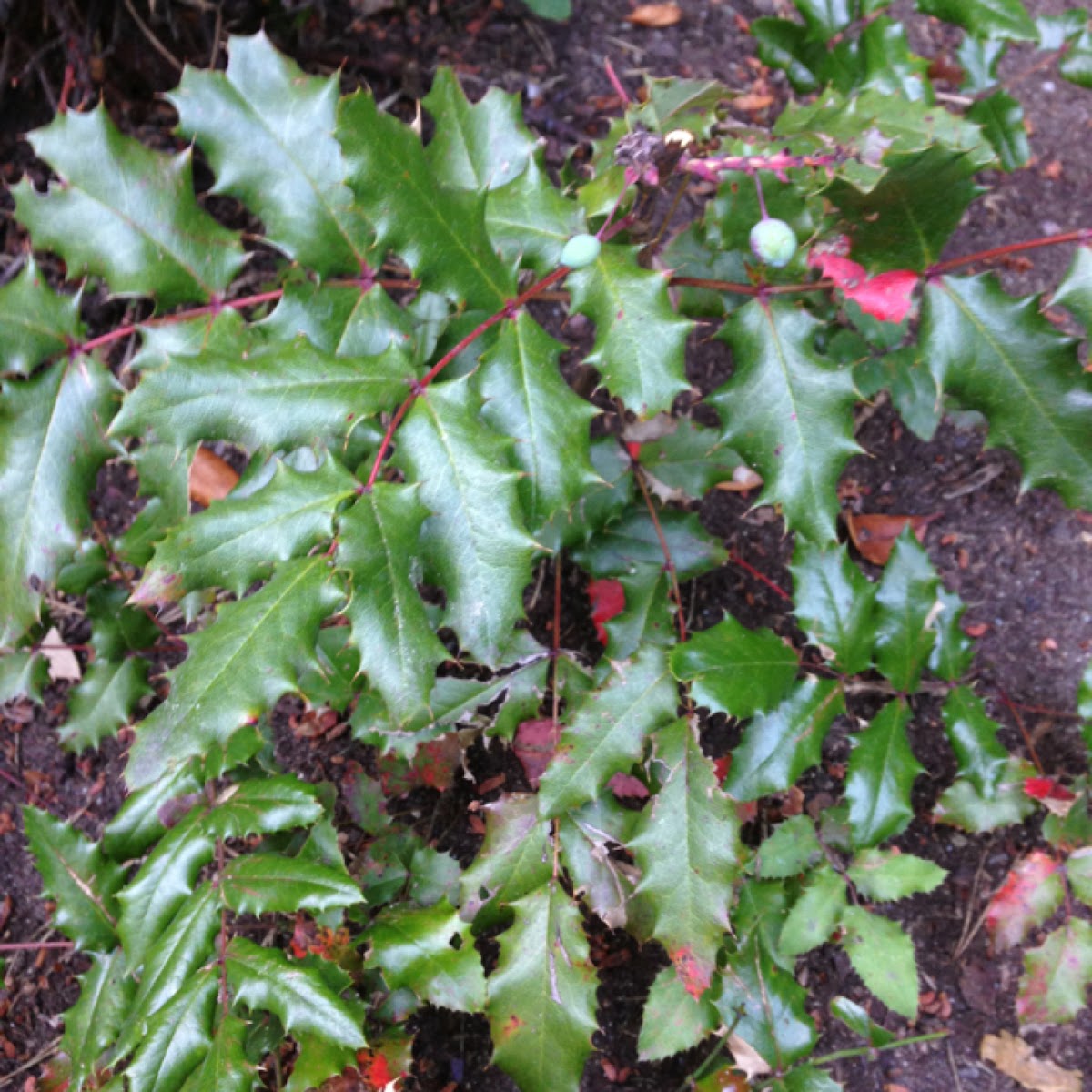 Oregon grape | Project Noah