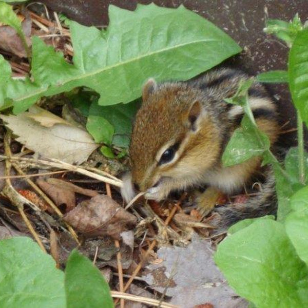 Upper Peninsula Wildlife of Michigan | Project Noah