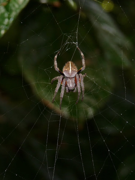 Eriophora Spider | Project Noah