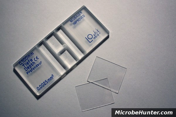 Conhecendo a Câmara de Neubauer | Biomedicina Padrão