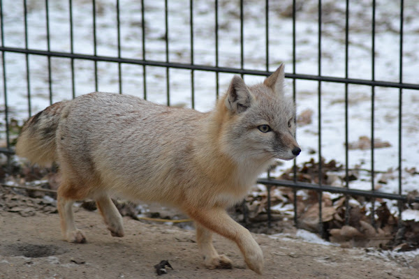 Corsac fox | Project Noah