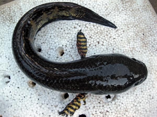 Orange-spotted snakehead | Project Noah