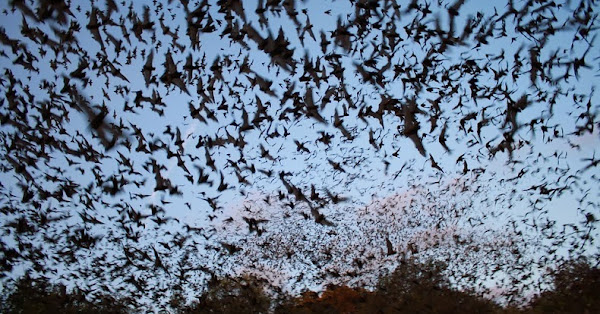 Bracken Bat Cave: World's Largest Bat Colony | Amusing Planet