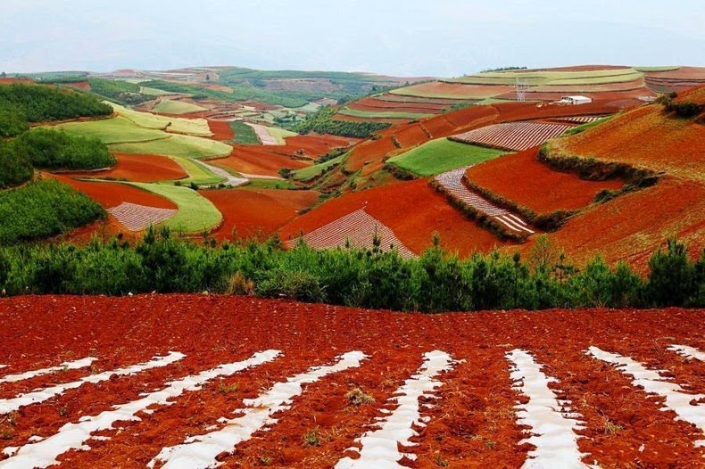 The Red Earth Terraces of Dongchuan, China | Amusing Planet