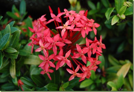 Northwest Ladybug: Finally, the day before we leave Kauai, I decide to ...