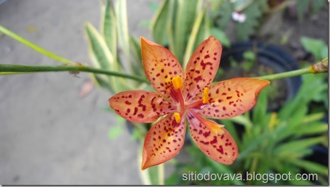 Sítio do Vavá: Flor Leopardo