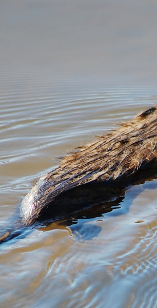 Round Tail Muskrat | Project Noah