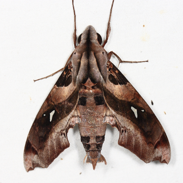 Sphinx Moth | Project Noah