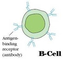 B-Lymphocytes