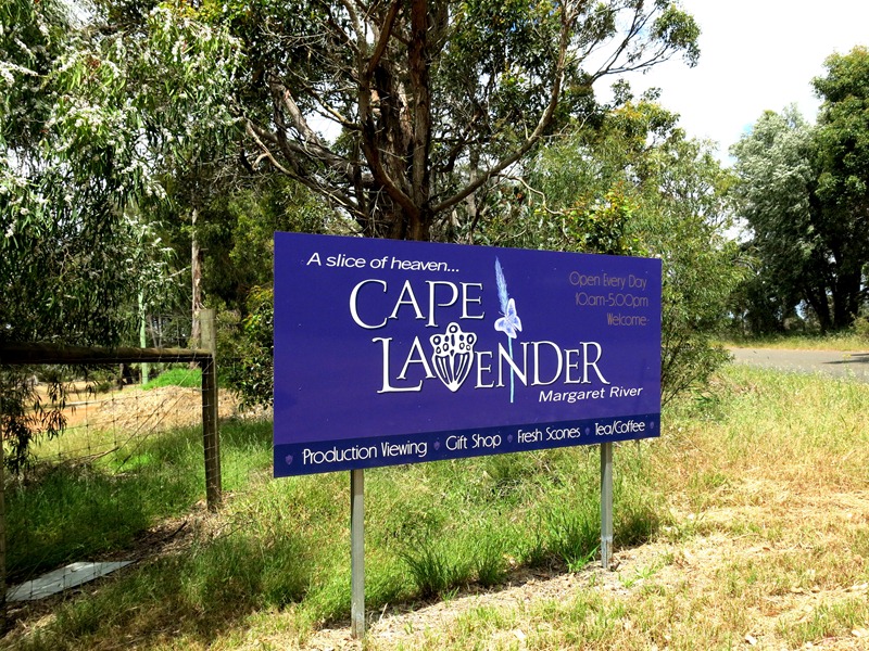 My J Babies: Family Holiday In Perth: Cape Lavender