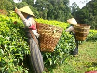 diary yuphy: Pemetikan pucuk daun teh