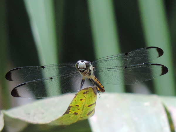 Great Blue Skimmer | Project Noah