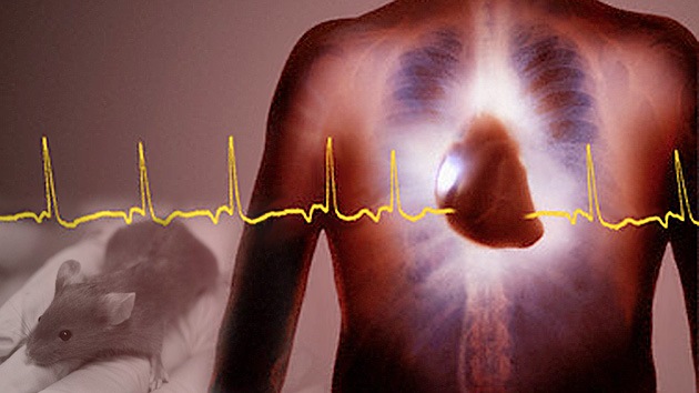 UN CORAZÓN DE RATÓN VUELVE A LATIR GRACIAS A CÉLULAS HUMANAS ~ EL OJO ...