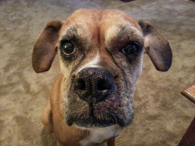 The Boxer Blog: Boxer Swollen Eye