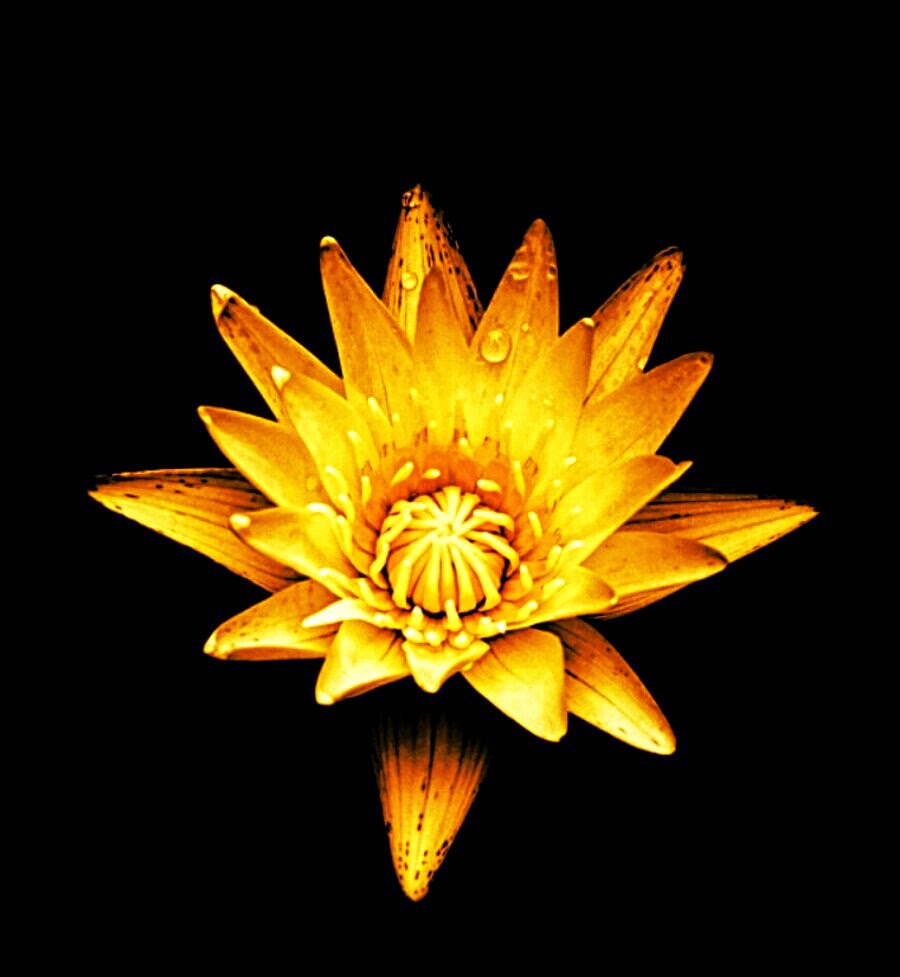 Nature's Masterpieces: Fiery flower