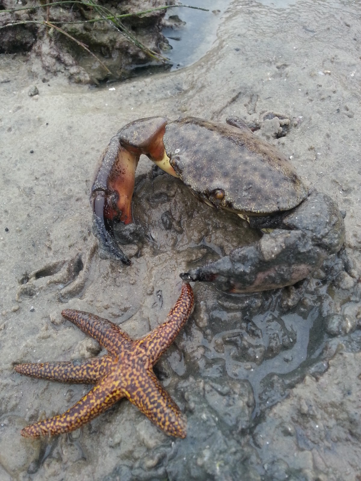 FIO Field Studies in Marine Science 2013: A female spotted whiff got ...