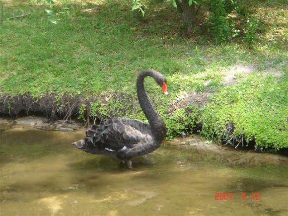 Black Swan | Project Noah