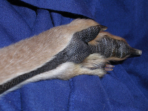 Kangaroos, anatomy lesson and suit potential: fursuit — LiveJournal