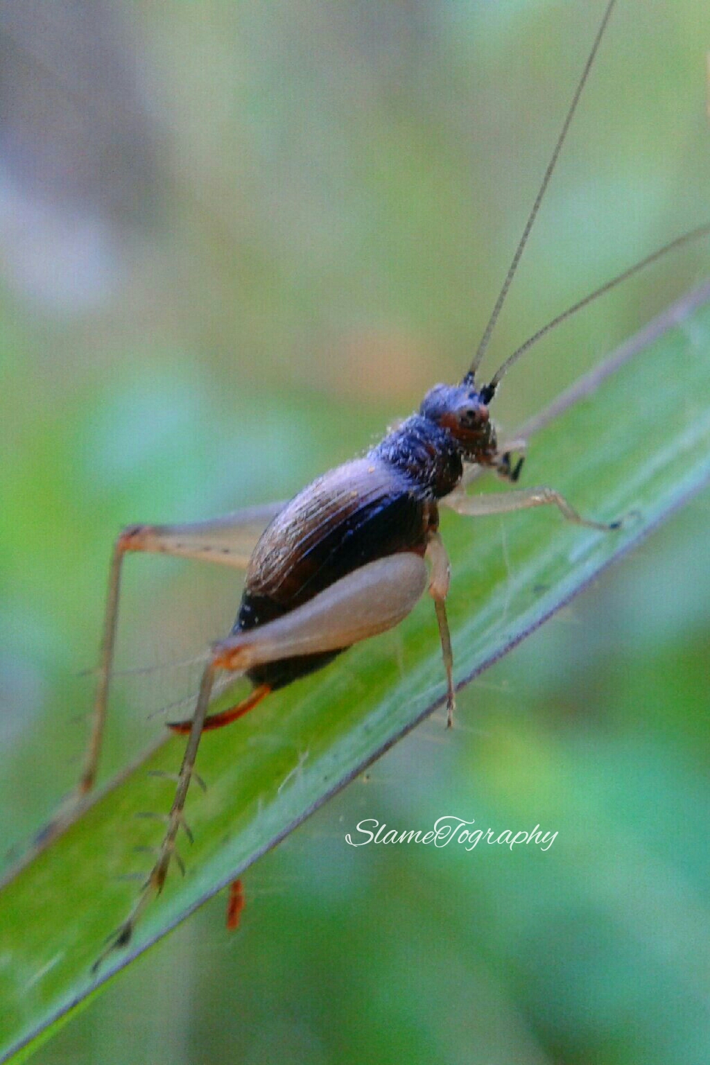 SlameTography: Jangkrik Kecil